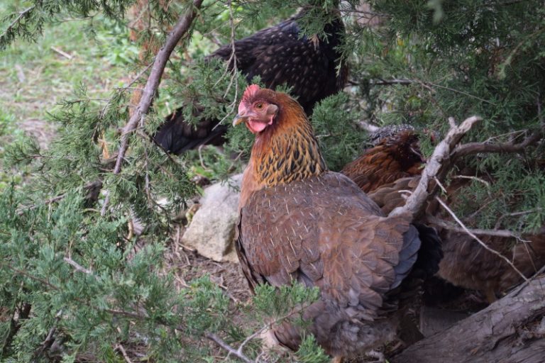 Dorking Chicken - Breed Profile - Backyard Poultry